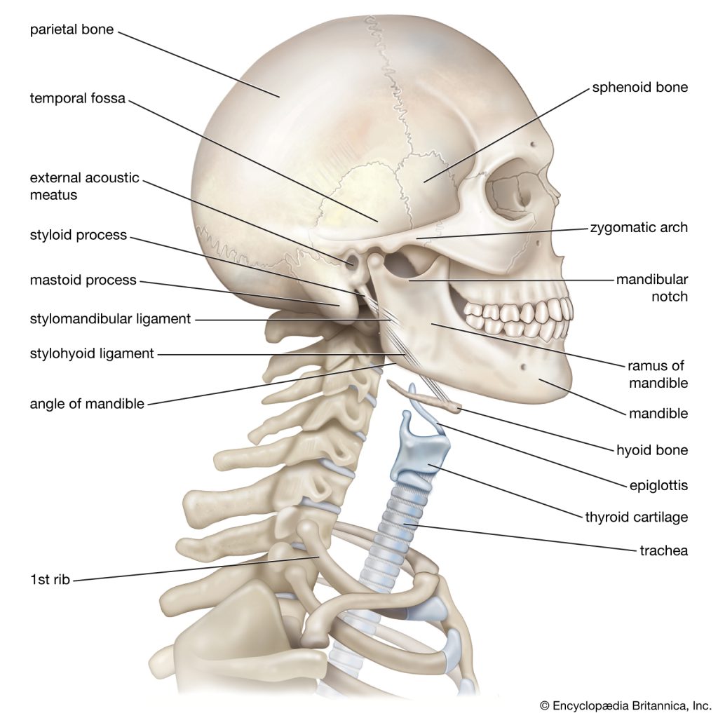 Neck Pain Anatomy Explained - ErlanggaBlog